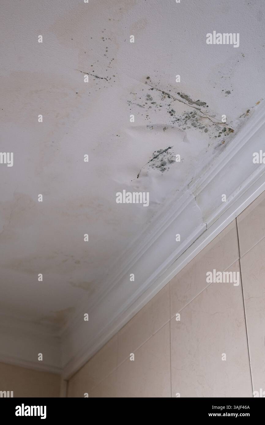 Serious mildew and mold problem on ceiling. Mold removal service ...