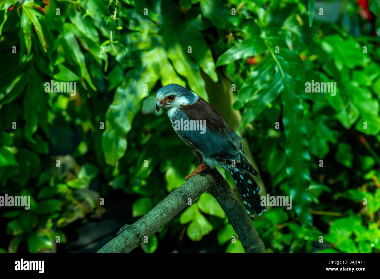 African Pygmy Falcon perched on branch, (Polihierax semitorquatus ...