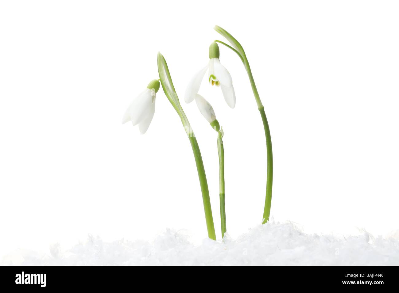 Beautiful snowdrops on snow against white background Stock Photo - Alamy