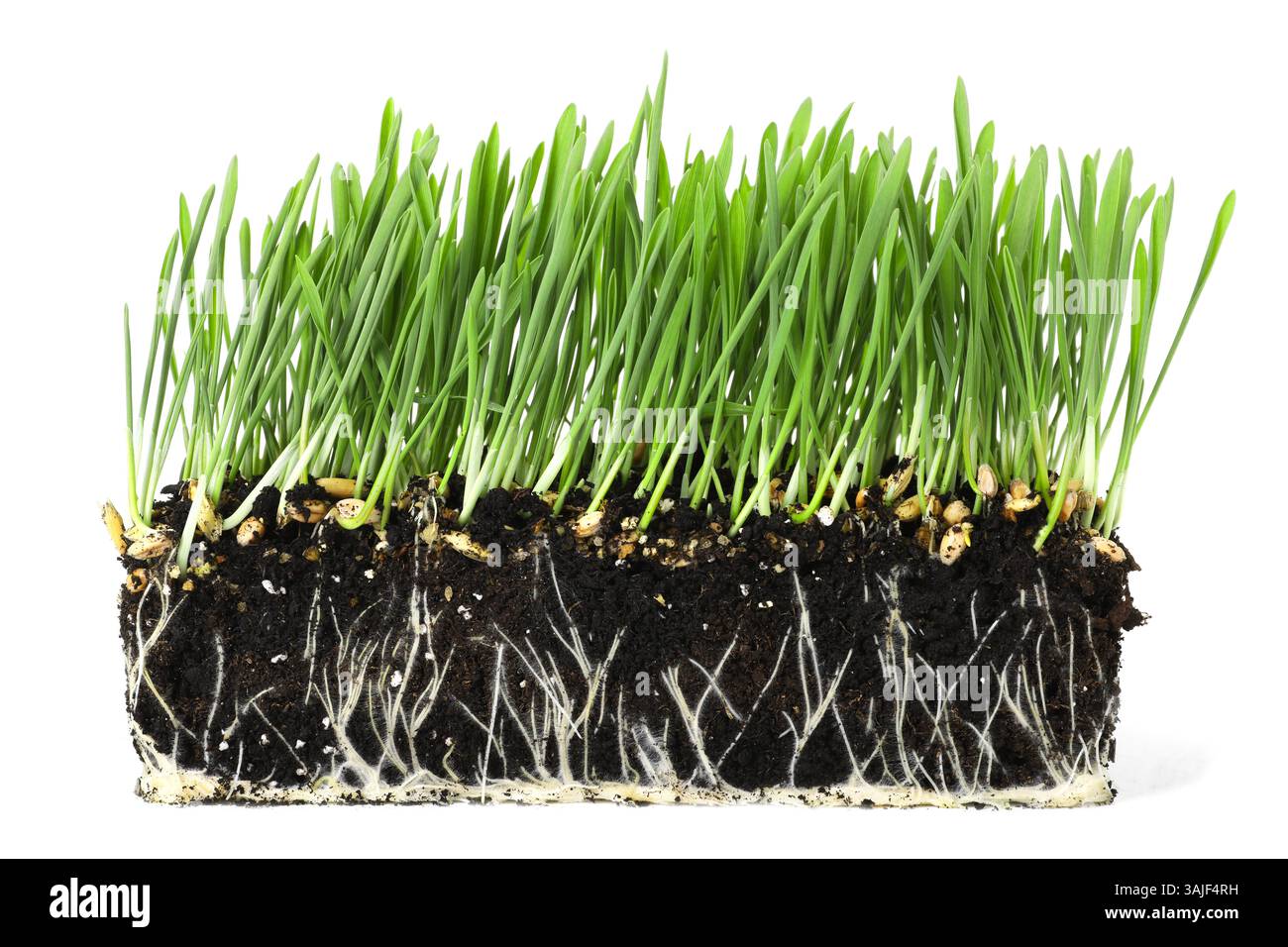 Green grass with roots in soil isolated on white Stock Photo - Alamy
