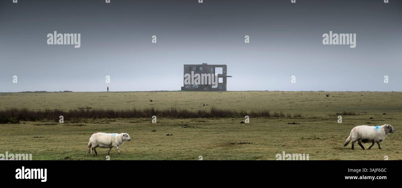 A panoramic image of sheep walking past the abandoned historic remains ...