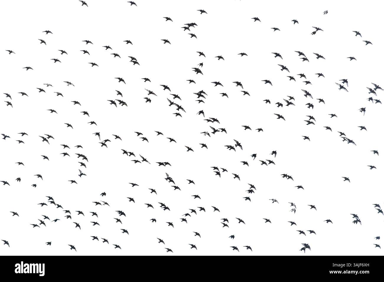 Common Starlings Sturnus vulgaris flying overhead in England in the UK ...