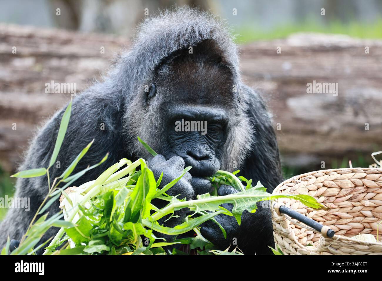 Germany, Berlin, April 11, 2025. Fatou, the world's oldest female ...