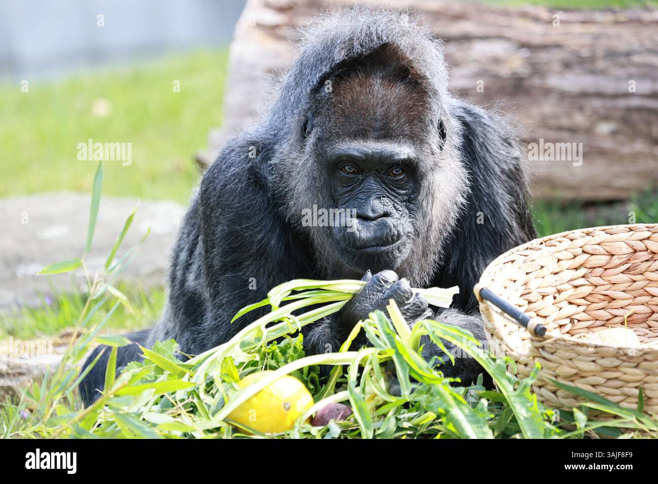 Germany, Berlin, April 11, 2025. Fatou, the world's oldest female ...