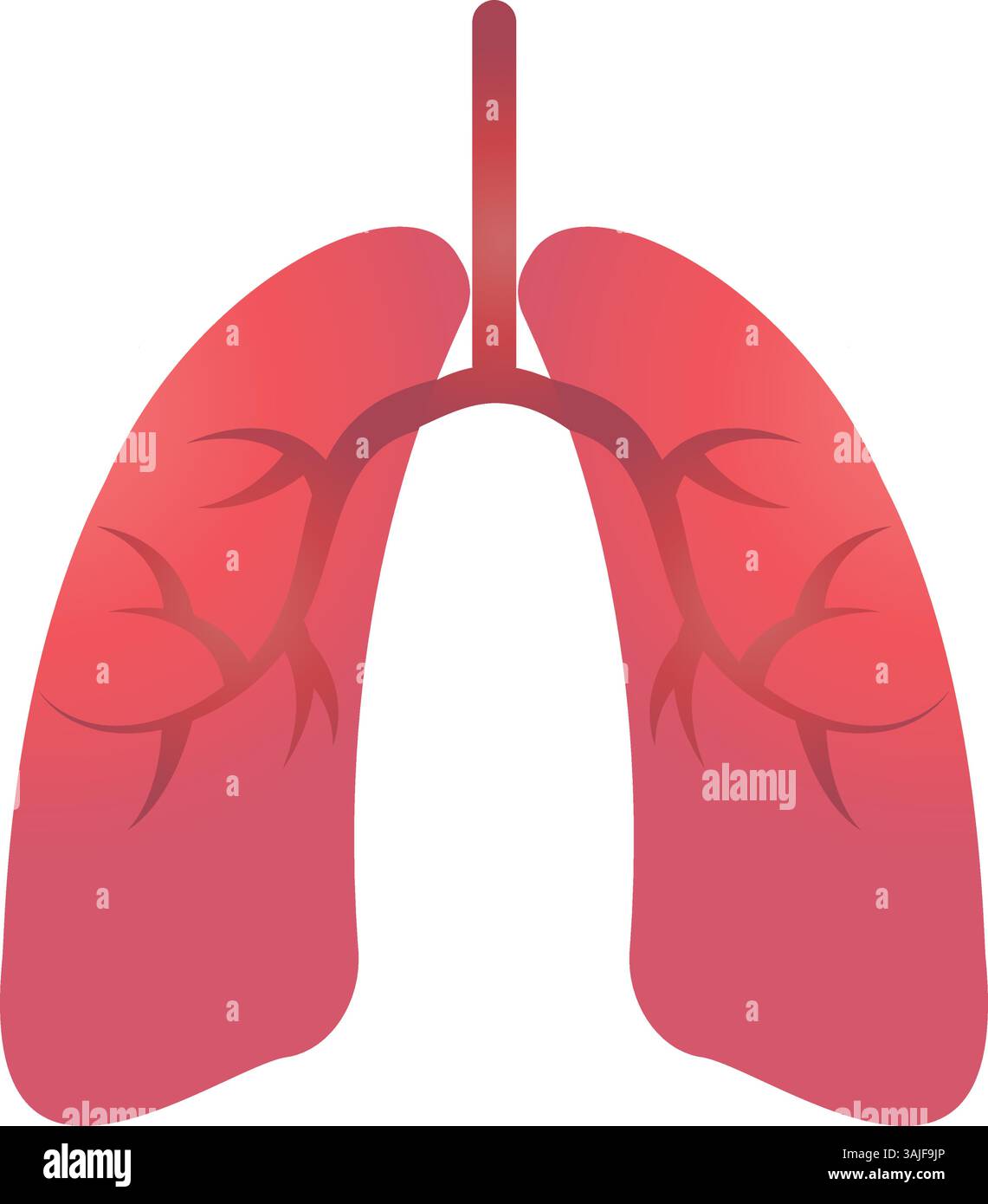 Human lungs, vector cartoon illustration on the white background Stock ...