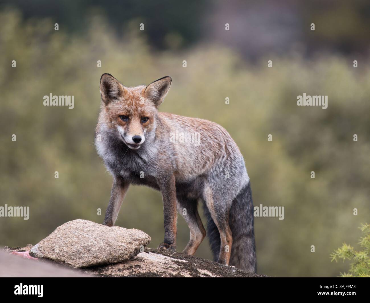 Red Fox (Vulpes vulpes) on rocks in mountain, Calera near Talavera de ...