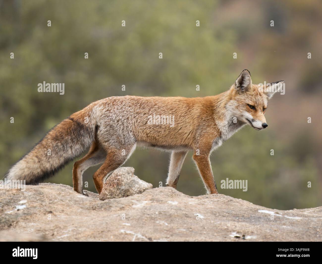 Red Fox (Vulpes vulpes) on rocks in mountain, Calera near Talavera de ...