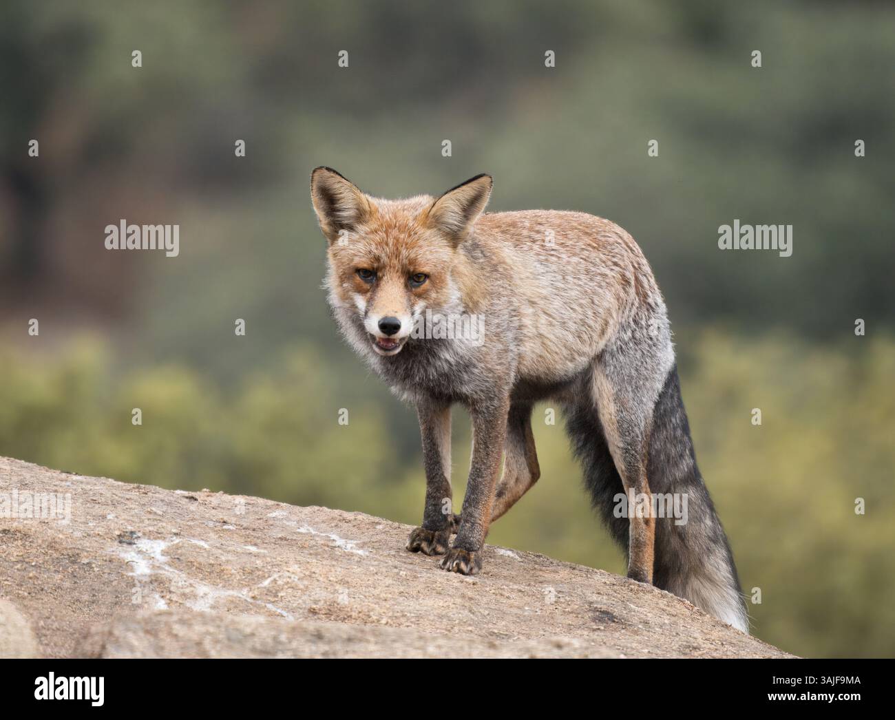 Red Fox (Vulpes vulpes) on rocks in mountain, Calera near Talavera de ...