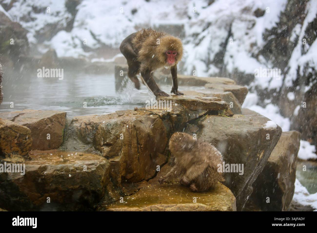 Snow Monkeys, Jigokudani Monkey Park, Japan Stock Photo - Alamy