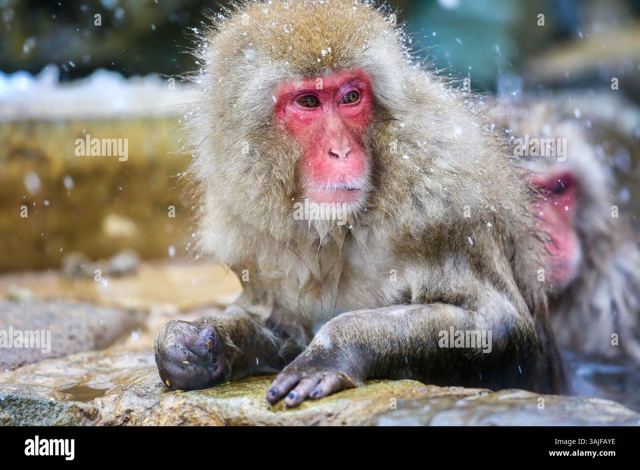 Snow Monkeys, Jigokudani Monkey Park, Japan Stock Photo - Alamy
