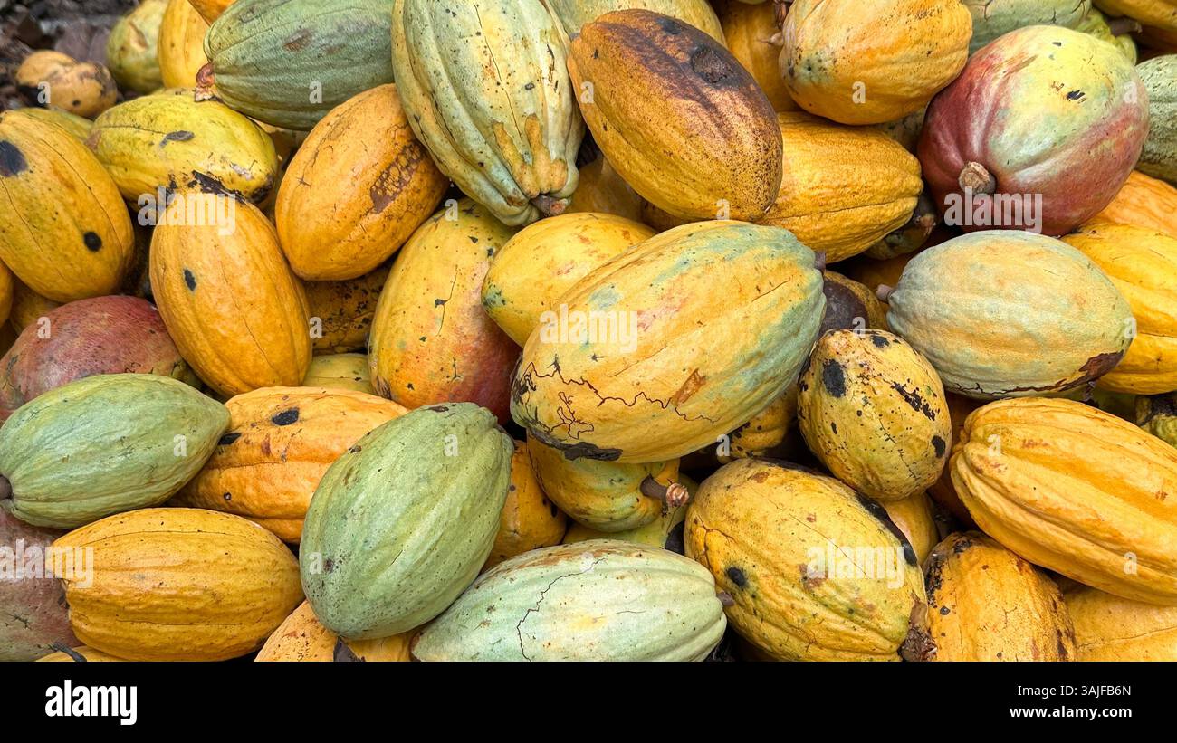 21 November 2024, Ghana, Sefwi Wiawso: Cocoa fruits lie on a cocoa ...