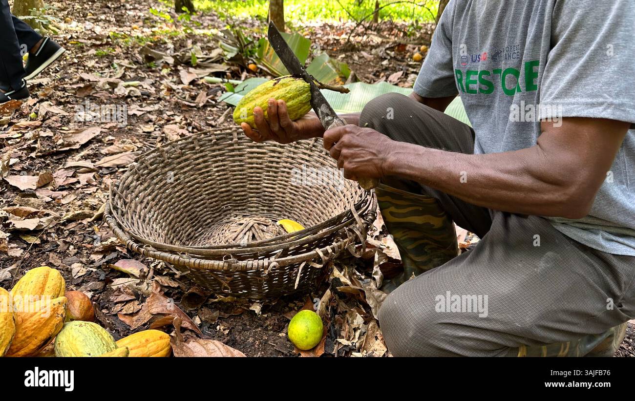 Sefwi Wiawso, Ghana. 21st Nov, 2024. Cocoa farmer Samuel Davor splits a ...