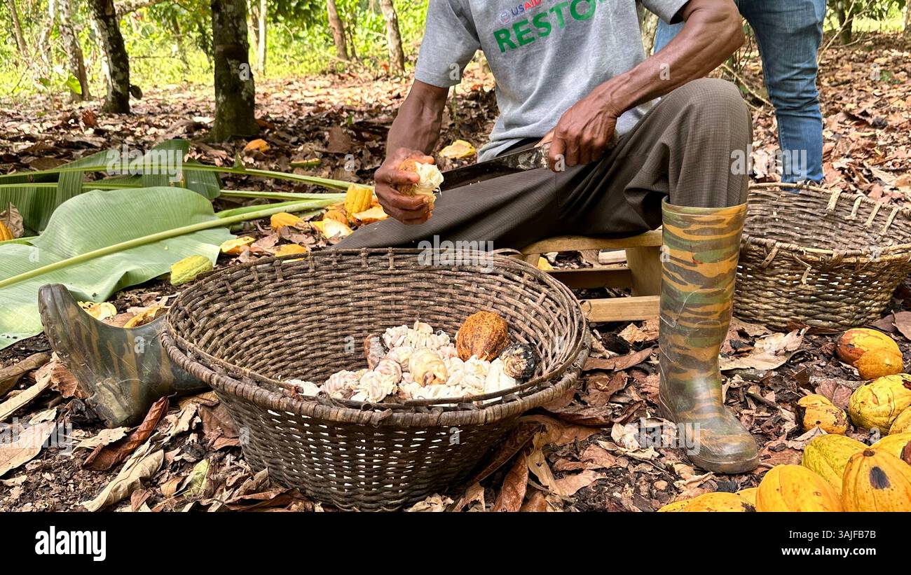 Sefwi Wiawso, Ghana. 21st Nov, 2024. Cocoa farmer Samuel Davor splits a ...