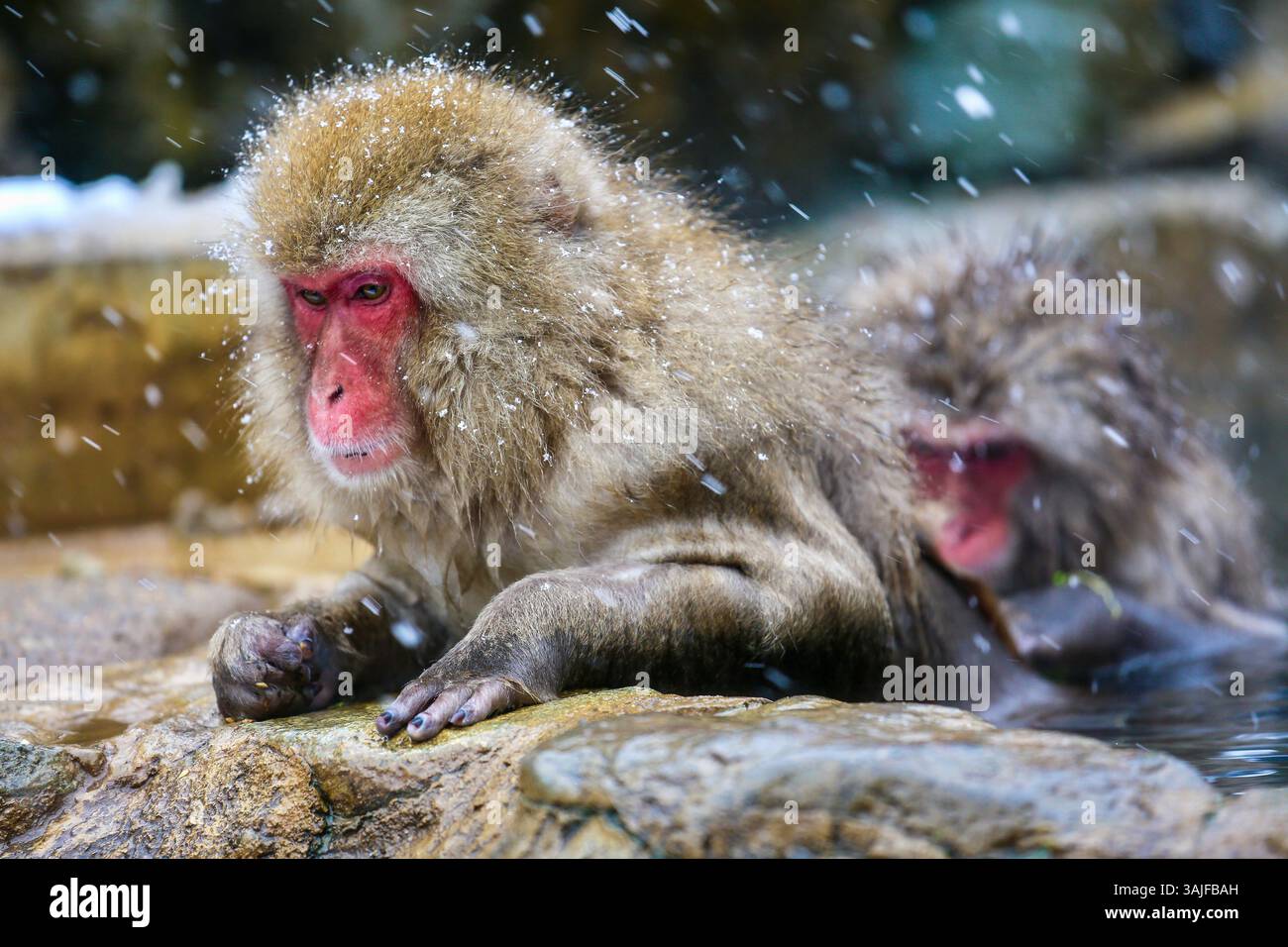 Snow Monkeys, Jigokudani Monkey Park, Japan Stock Photo - Alamy