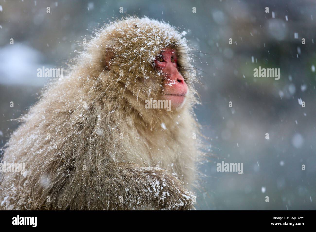 Snow Monkeys, Jigokudani Monkey Park, Japan Stock Photo - Alamy