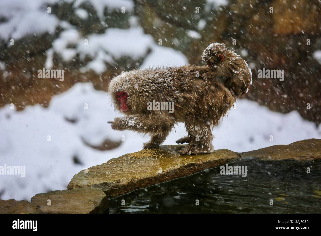 Snow Monkeys, Jigokudani Monkey Park, Japan Stock Photo - Alamy