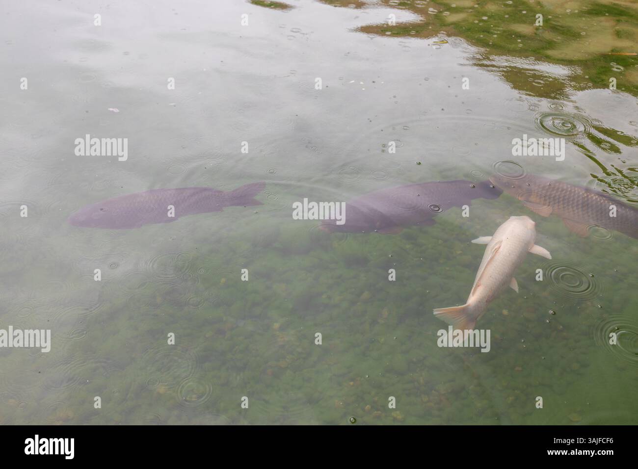 Group of colorful koi fish swim along clear water pond at Spring garden ...