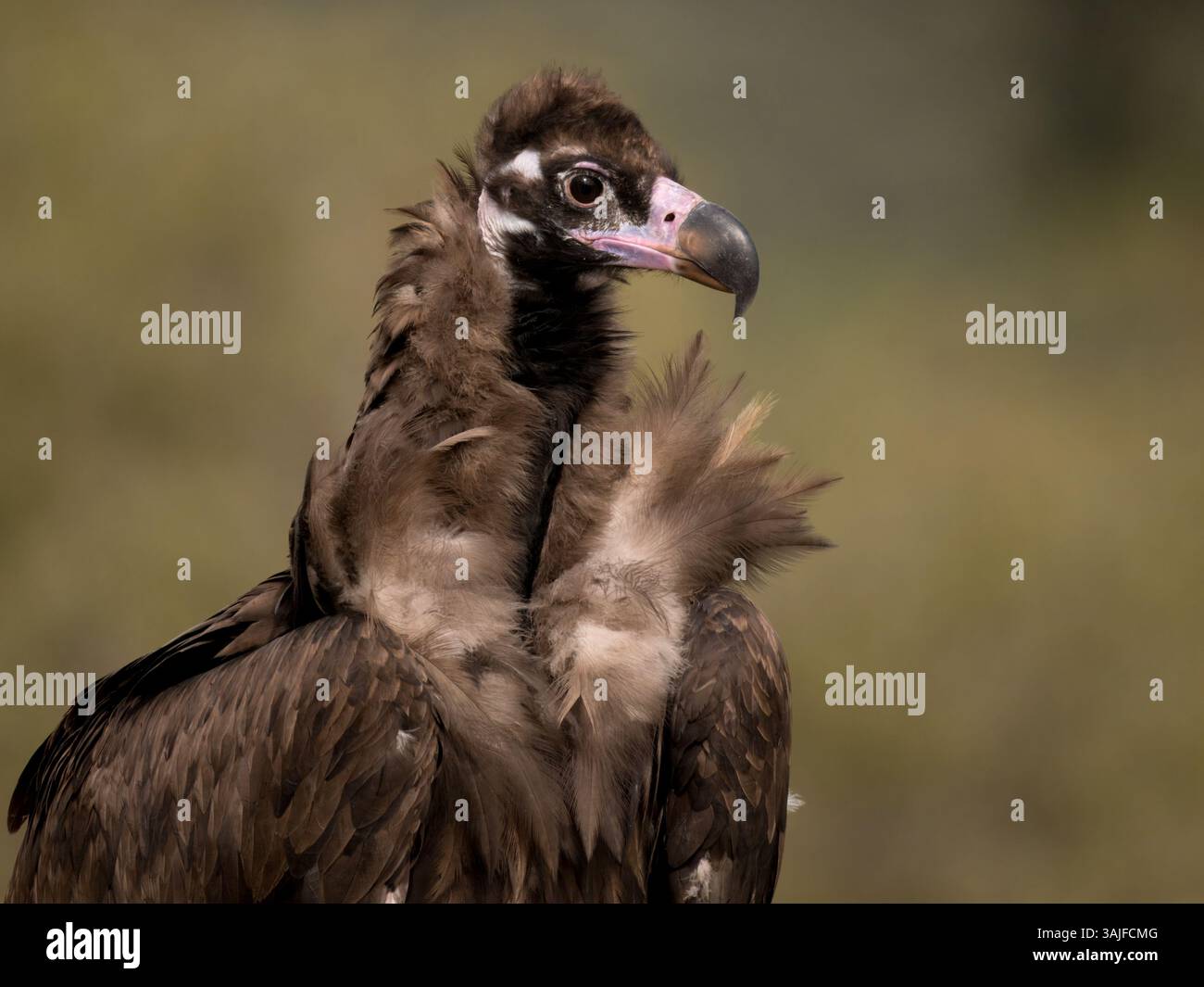 Black vulture (Aegypius monachus) on rocky outcrop in mountanis, Calera ...
