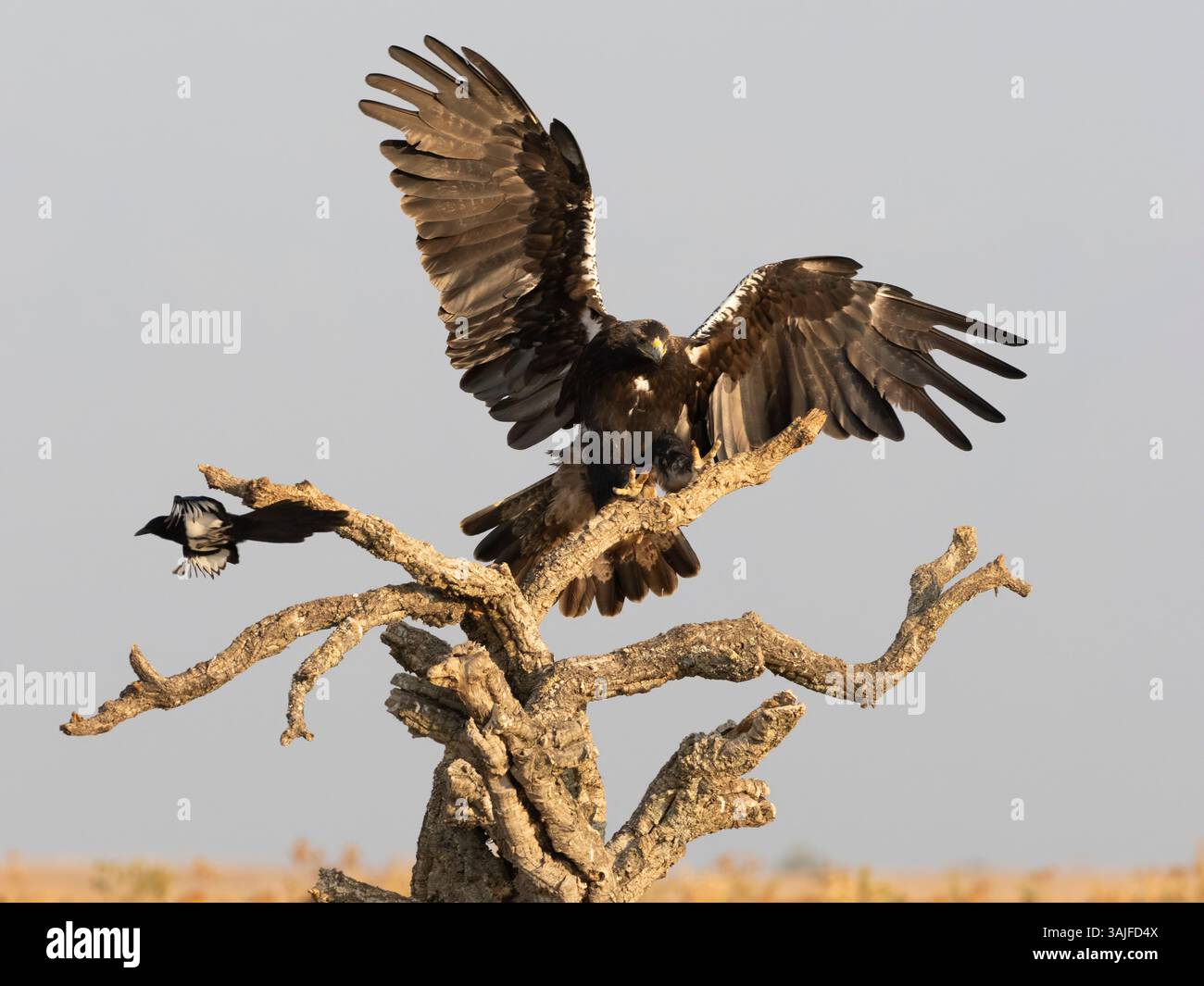 Spanish Imperial Eagle (Aquila adalberti) in flight landing on branch ...