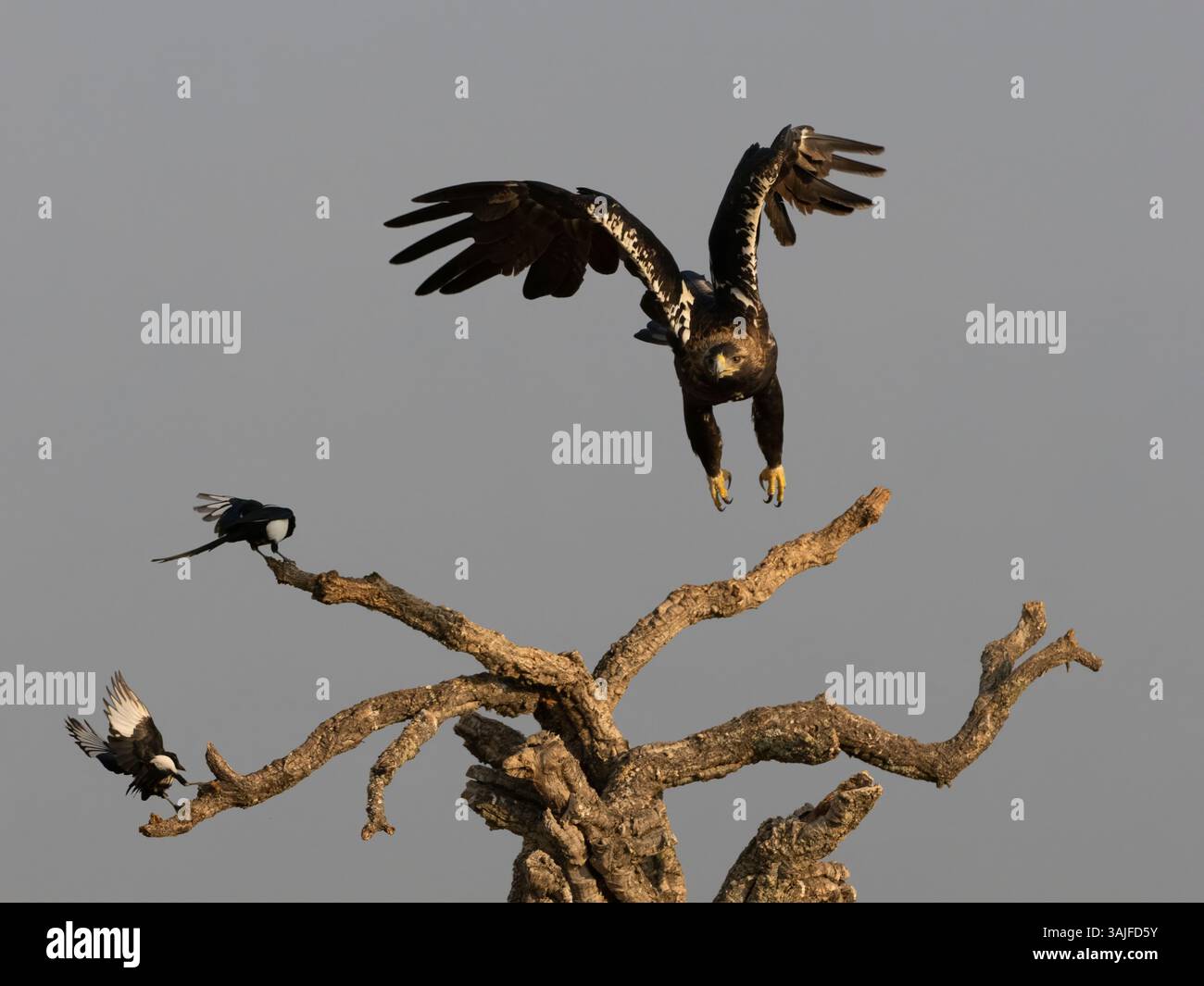 Spanish Imperial Eagle (Aquila adalberti) in flight taking off from ...