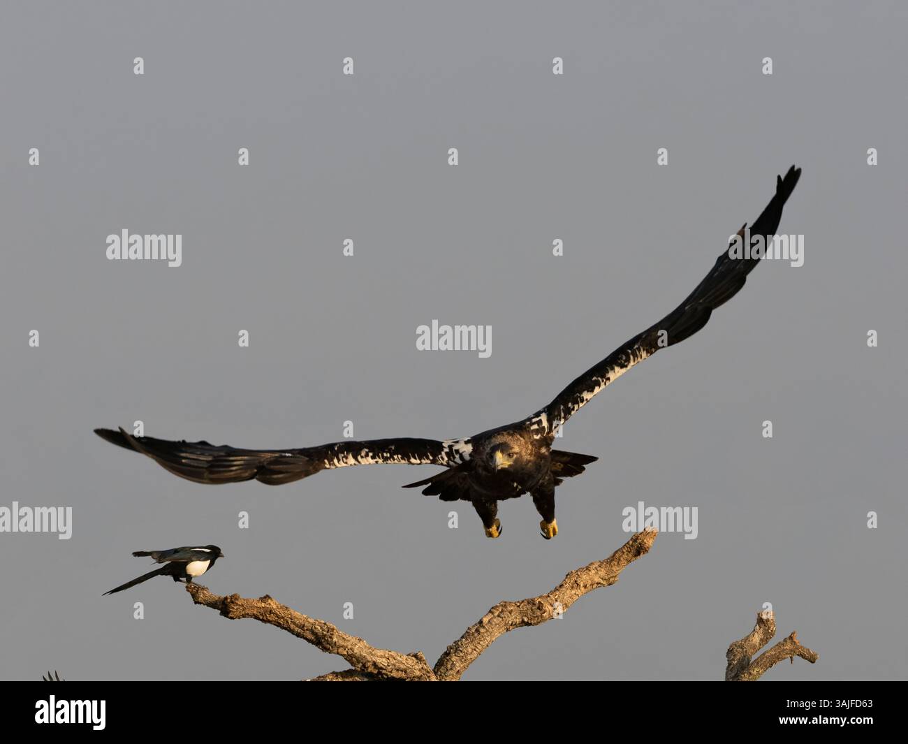 Spanish Imperial Eagle (Aquila adalberti) in flight taking off from ...