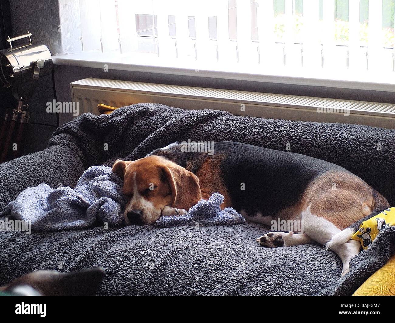 Beagle Dog Sleeping on Clothes and Laying on the Sofa Stock Photo - Alamy