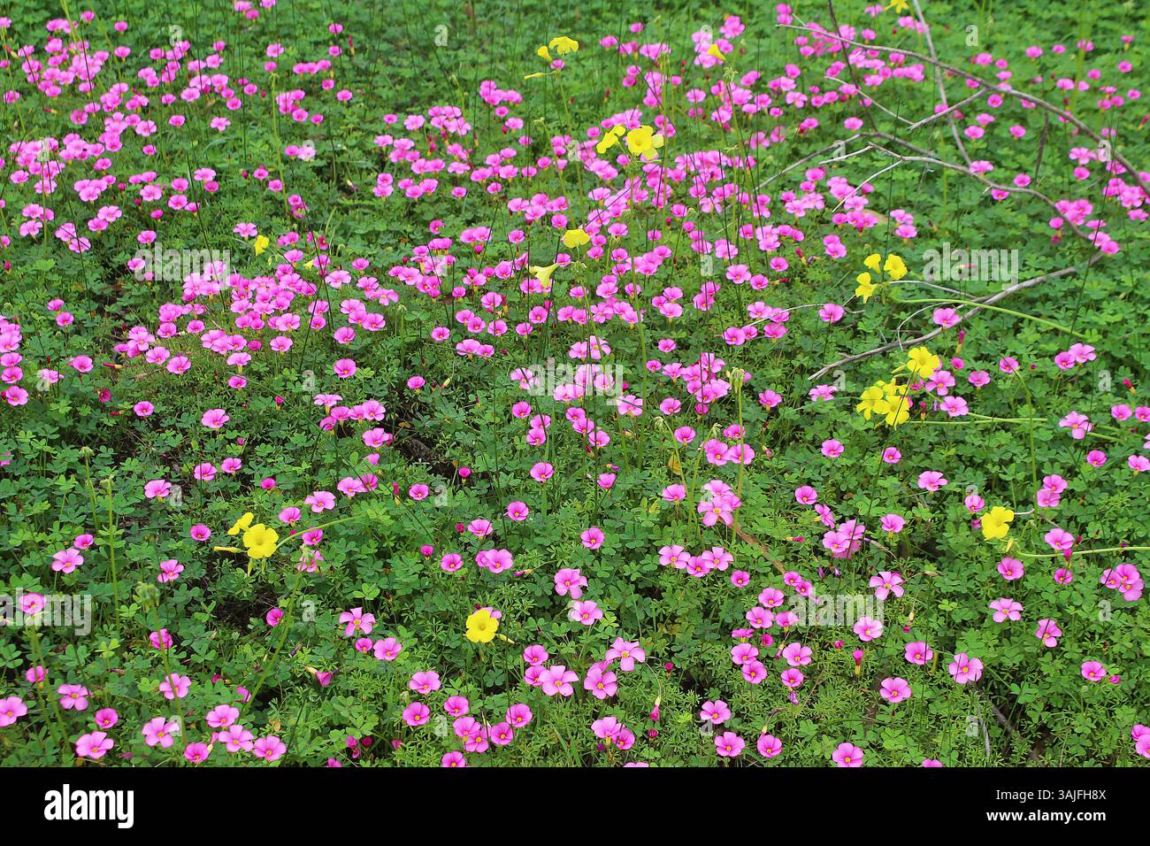 Meadow of pink (finger-leaf) and yellow (Bermuda buttercup) Oxalis ...