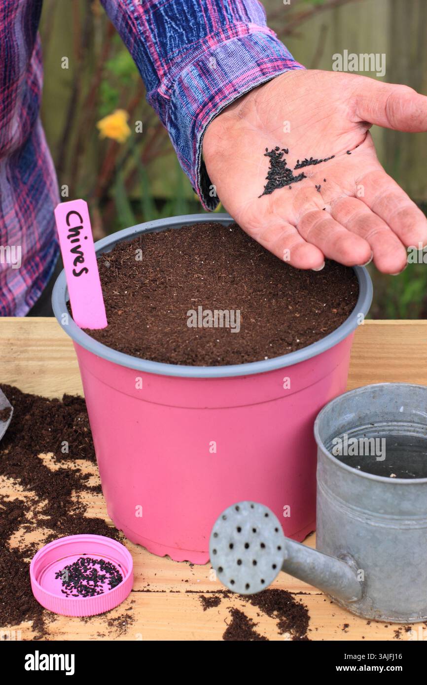 Man sowing chives hi-res stock photography and images - Alamy