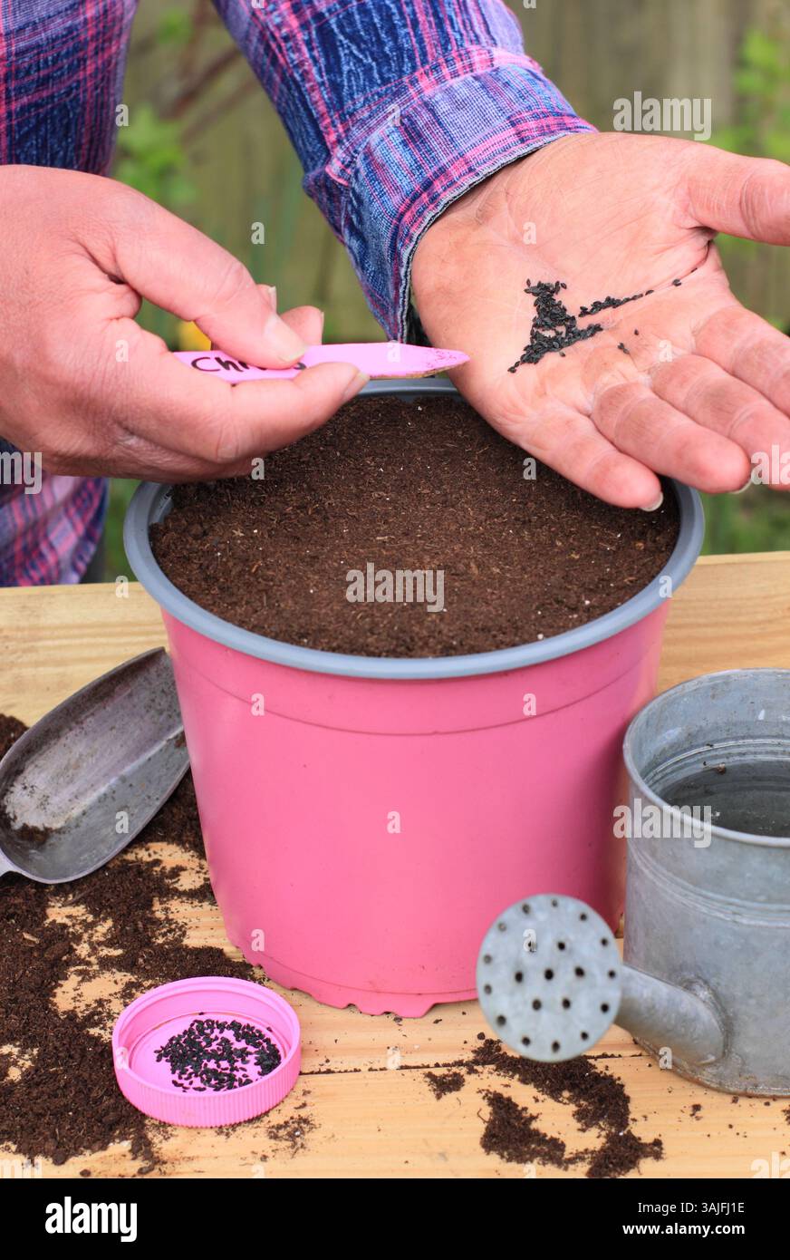 Sowing chives. Male gardener uses a plant label to gently sow tiny ...