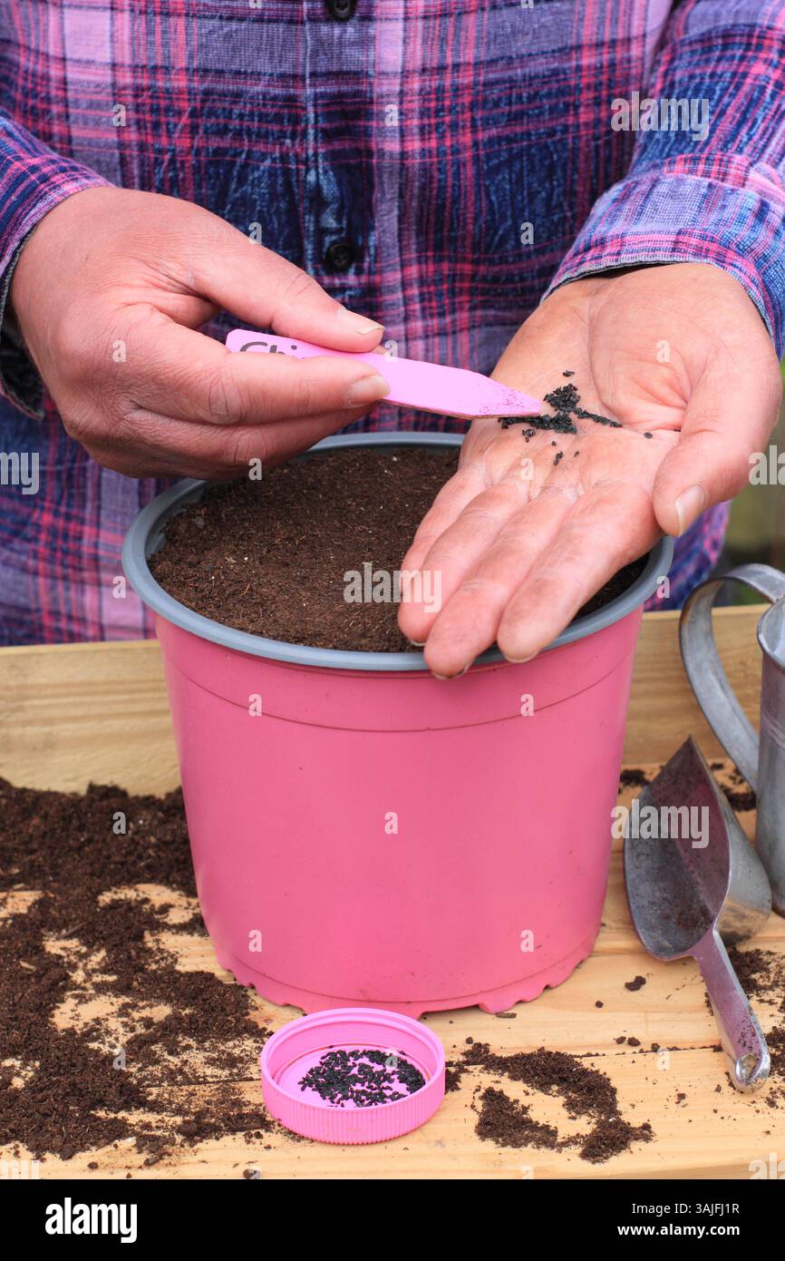 Sowing chives. Male gardener uses a plant label to gently sow tiny ...