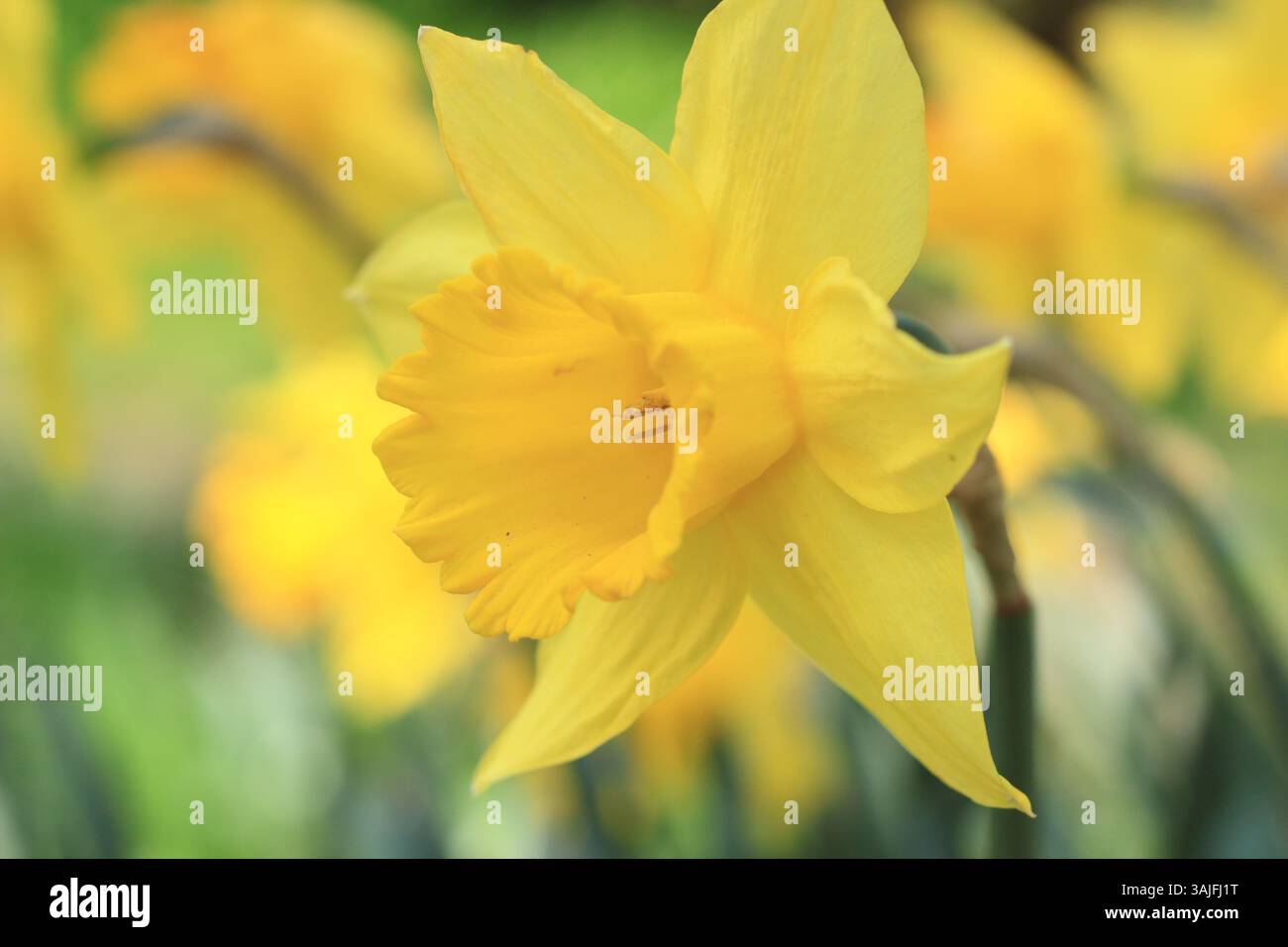 Narcissus February Gold daffodil flowering in early spring. UK. Also ...