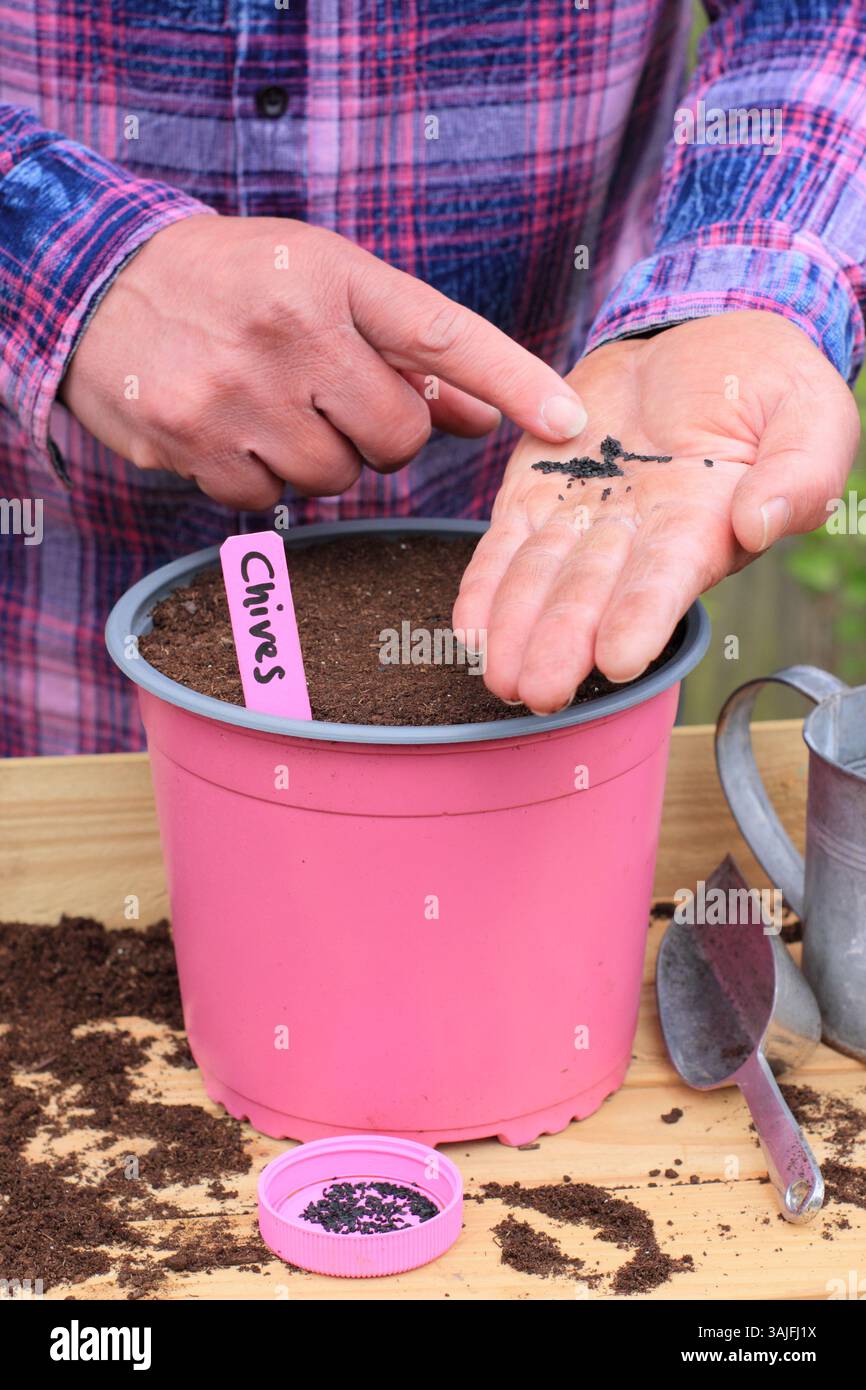 Sowing chives. Male gardener uses finger to gently sow tiny, delicate ...