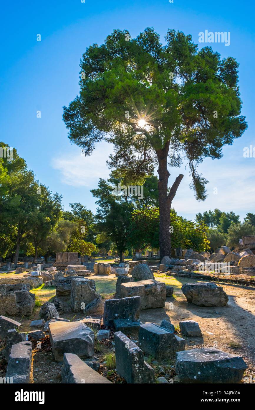 Field of scattered ruins in Olympia archeological site with pine tree ...