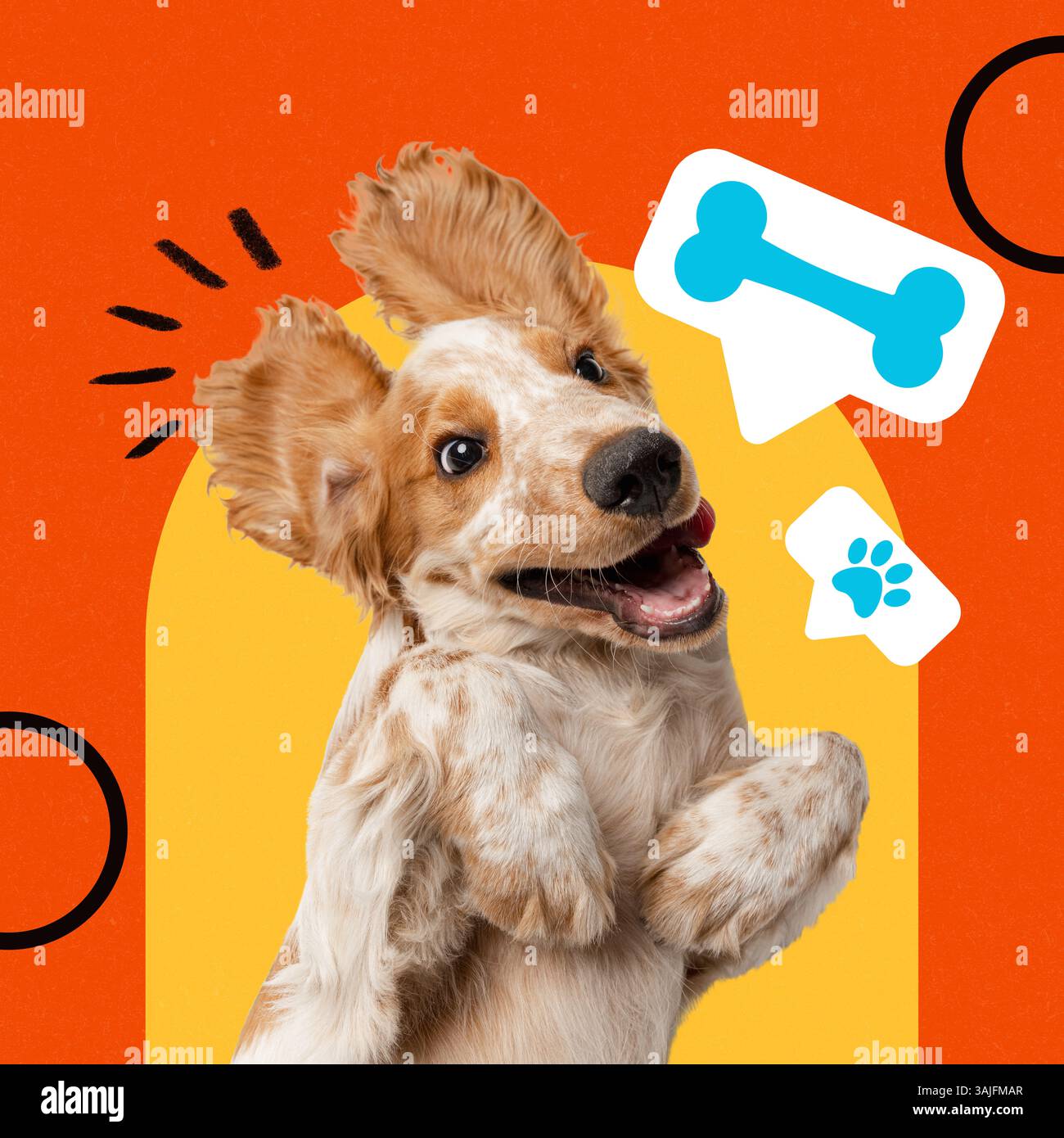 Joyful puppy, Cocker Spaniel with floppy ears lying on back against ...