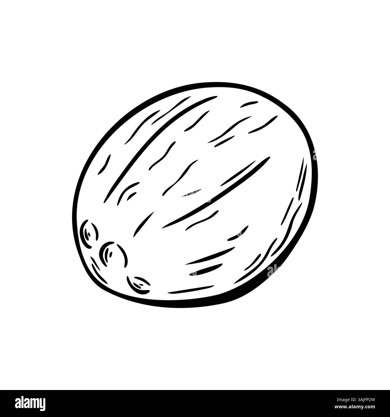 Black and white engraved coconut drawing in line art style. Ideal for ...