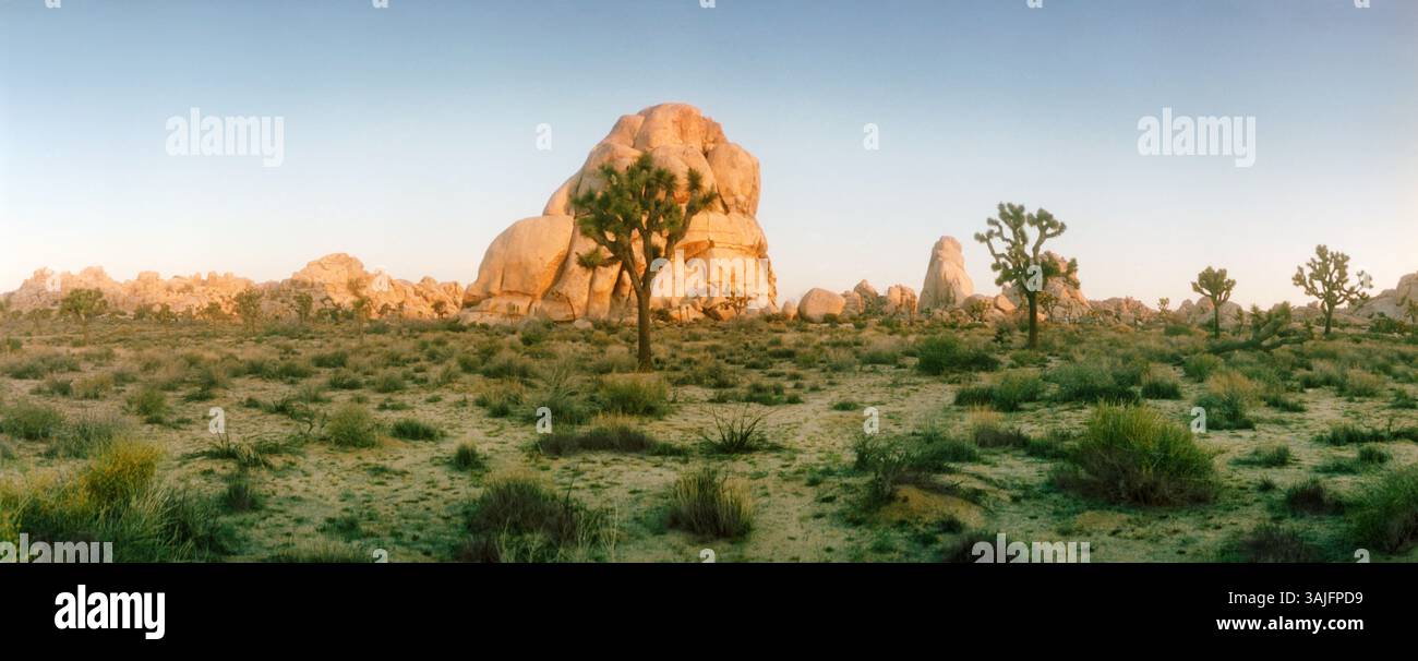 Panoramic view of Joshua trees in desert at sunrise, Joshua Tree ...