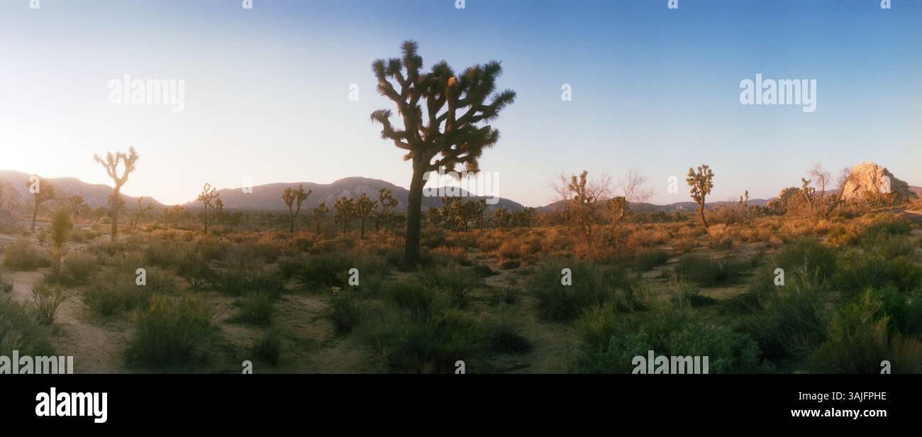 Panoramic view of Joshua trees in a desert at sunrise, Joshua Tree ...