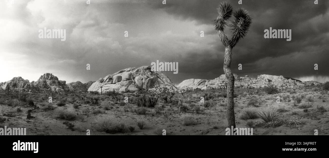 Panoramic view of Joshua trees in a desert, Joshua Tree National Park ...