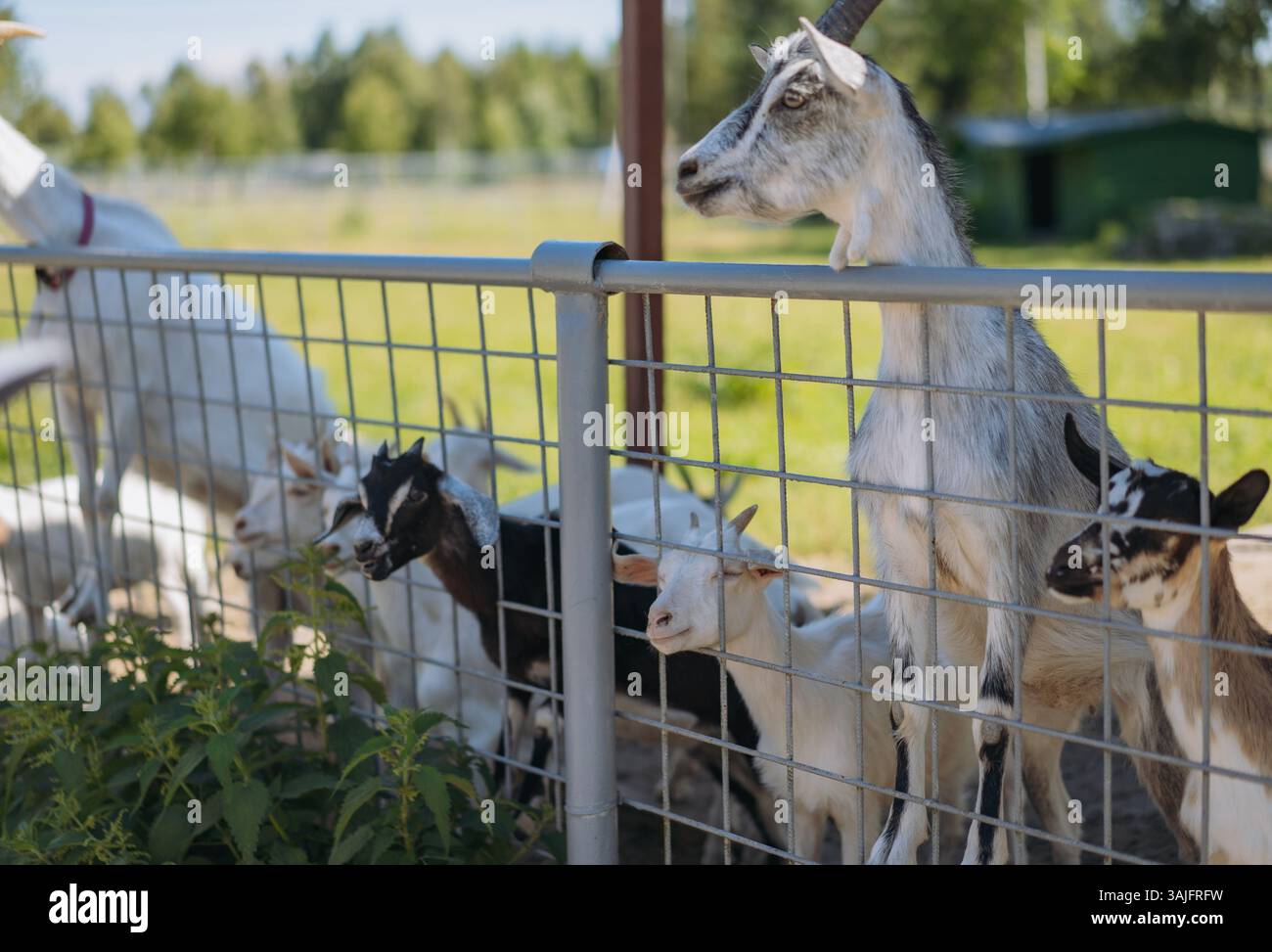 goats and kid goats with looking out from cage in karelian zoo Stock ...