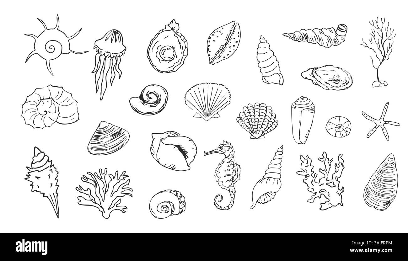 Sea shell sketch ocean life hand drawn illustration. Outline modern ...