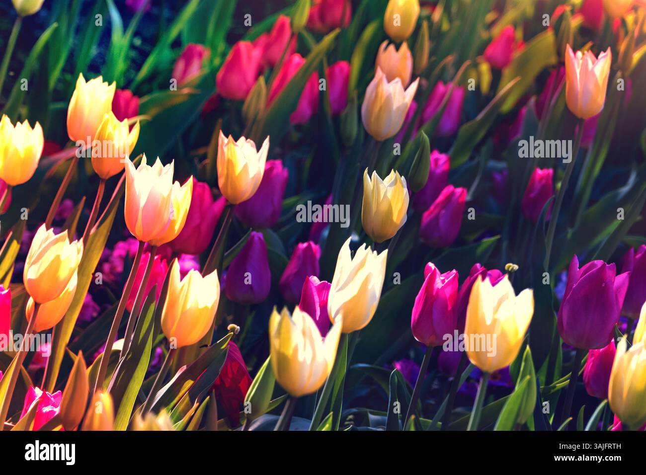 Spring collection of Tulips in a garden boarder Stock Photo - Alamy