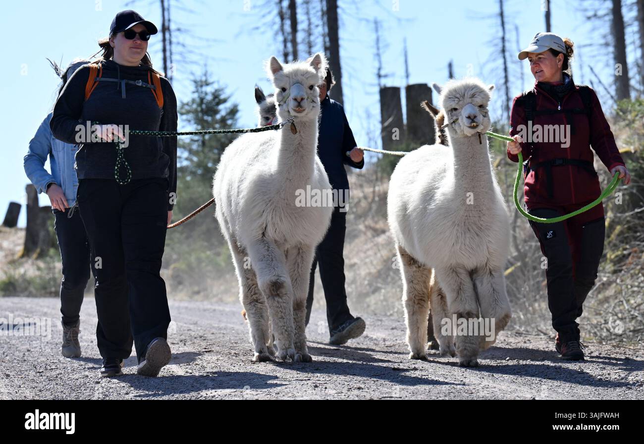 Masserberg, Germany. 11th Apr, 2025. Simone Stoy (r), owner of "Alpaka ...