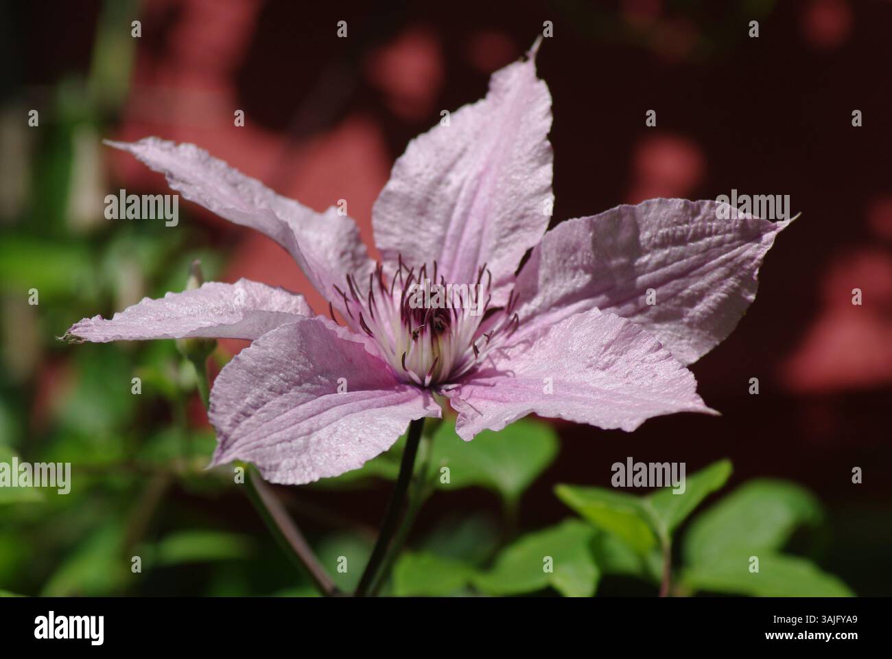 Beautiful Pink Clematis Flower in Full Bloom With Green Background ...