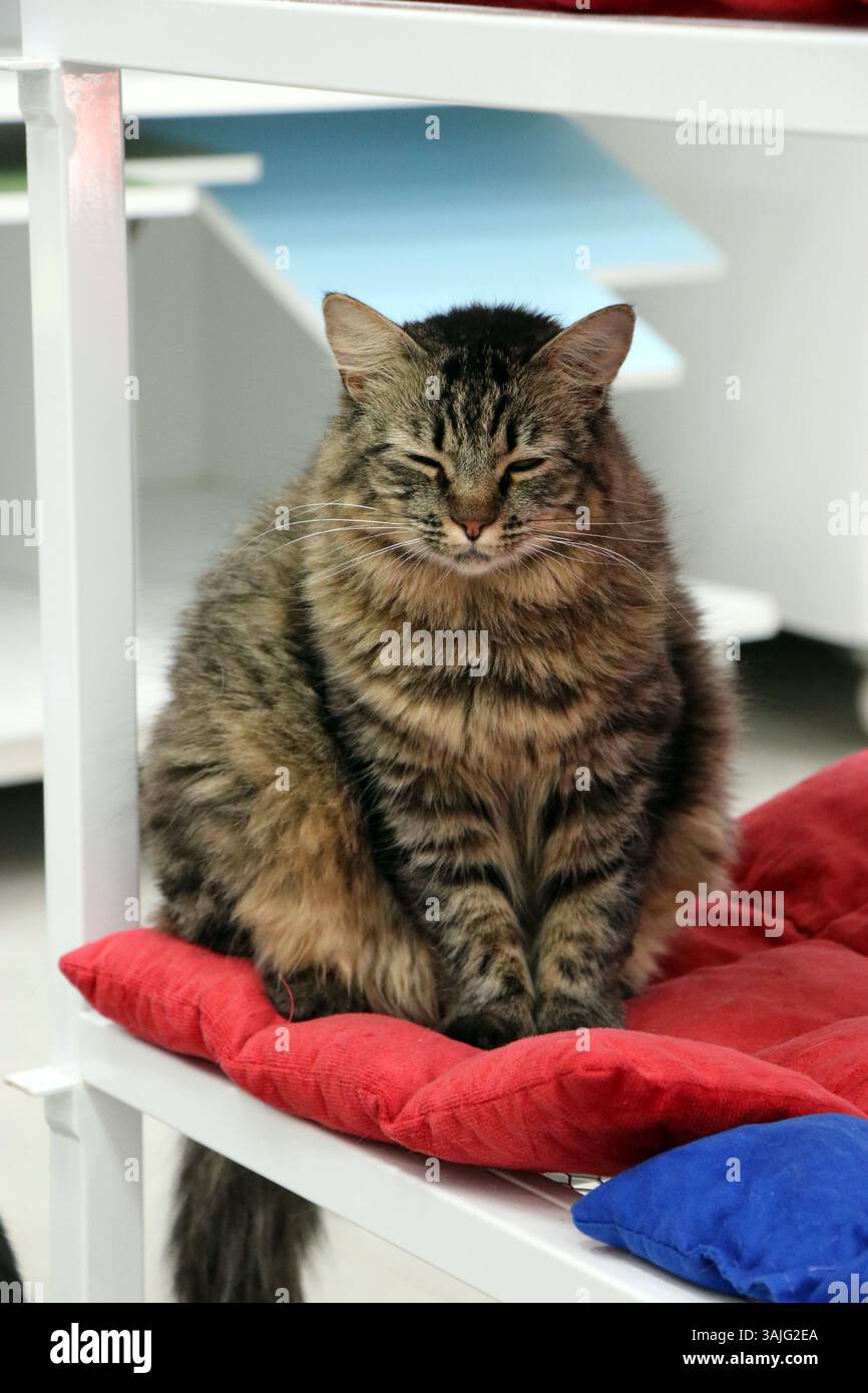 Tabby peludo hi-res stock photography and images - Alamy