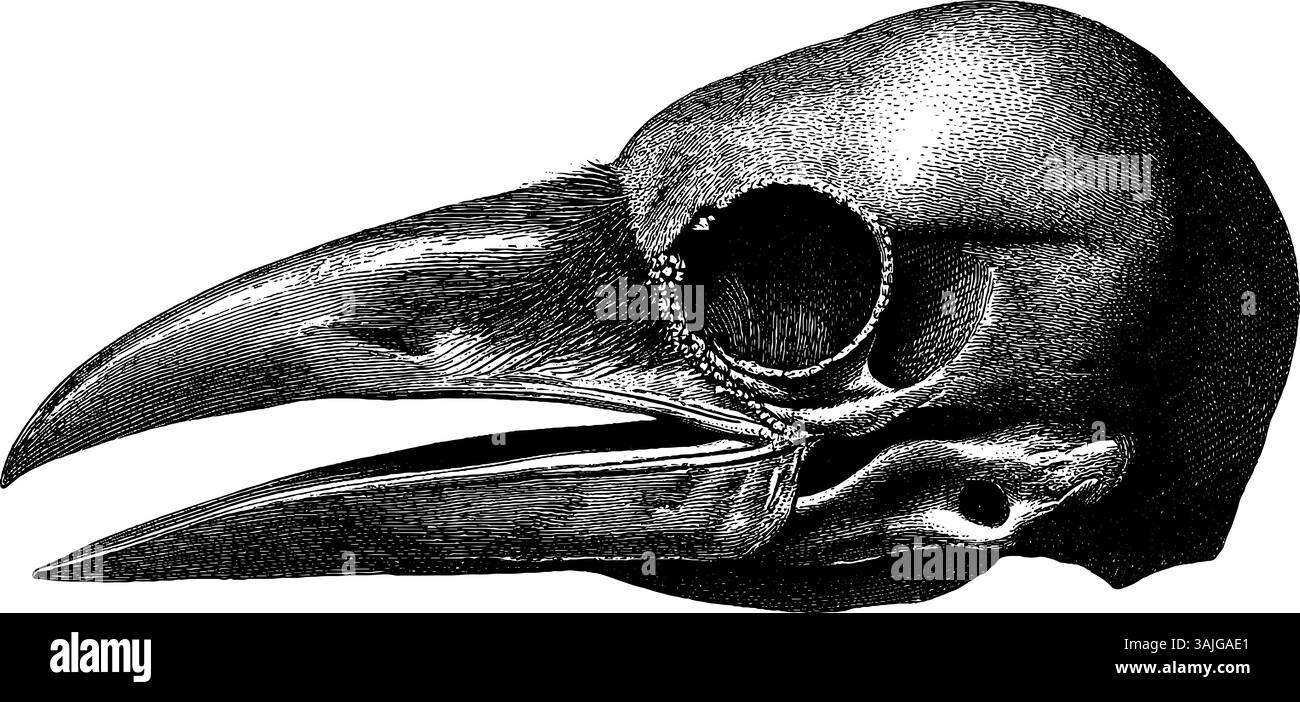 Engraved black crow skull illustration for artistic and design projects ...