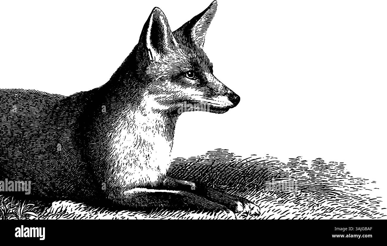 Engraved illustration of a sitting fox - nature wild animal art design ...