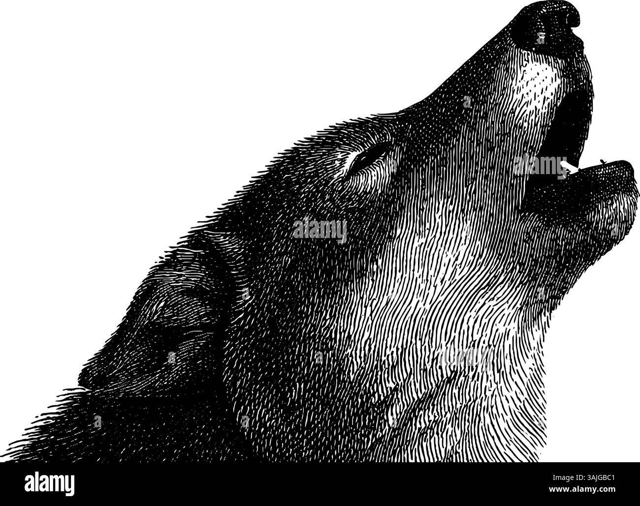 Engraved illustration of a howling wolf in black and white for wildlife ...