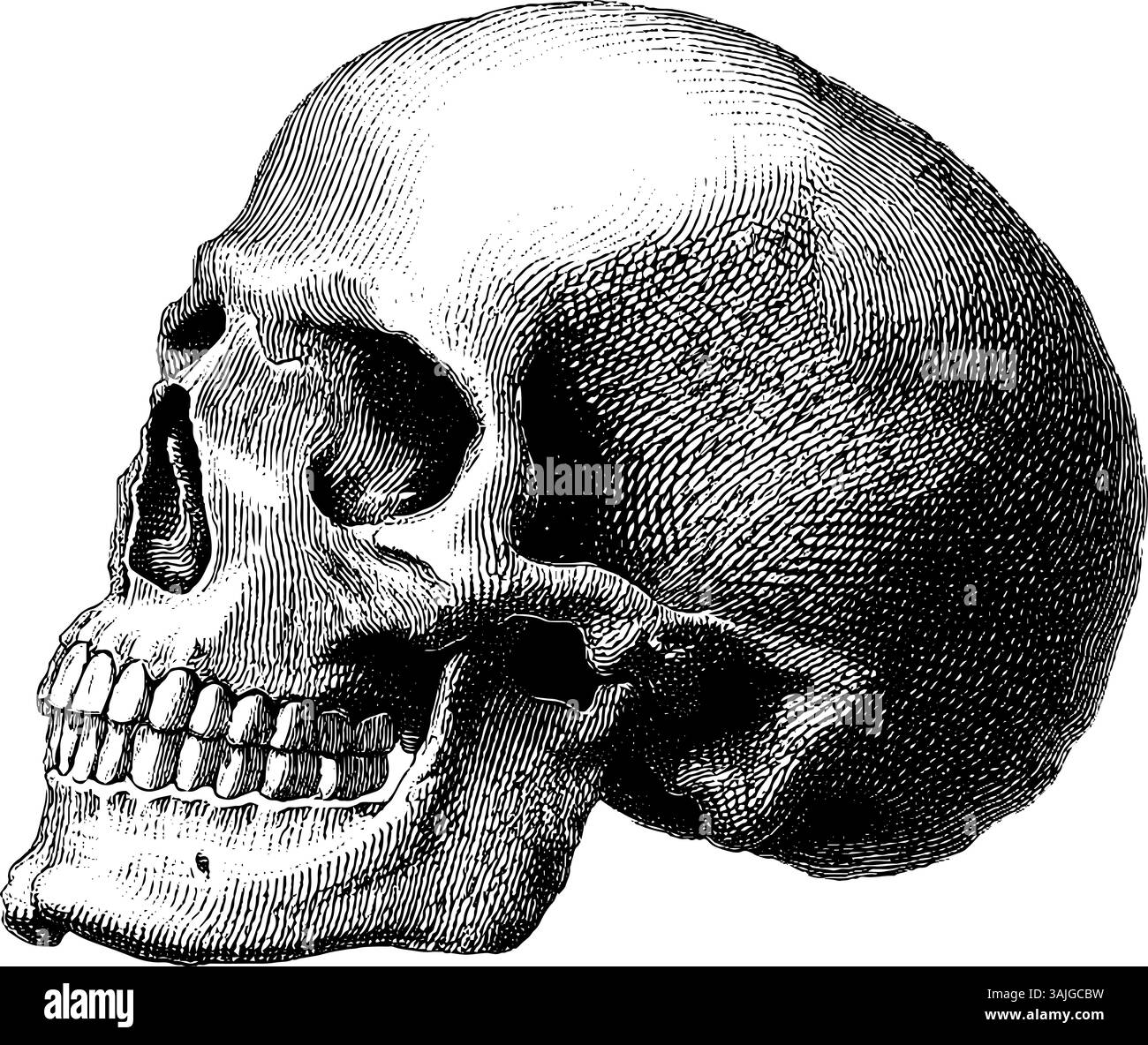 Intricate engraved human skull illustration in bold black design Stock ...