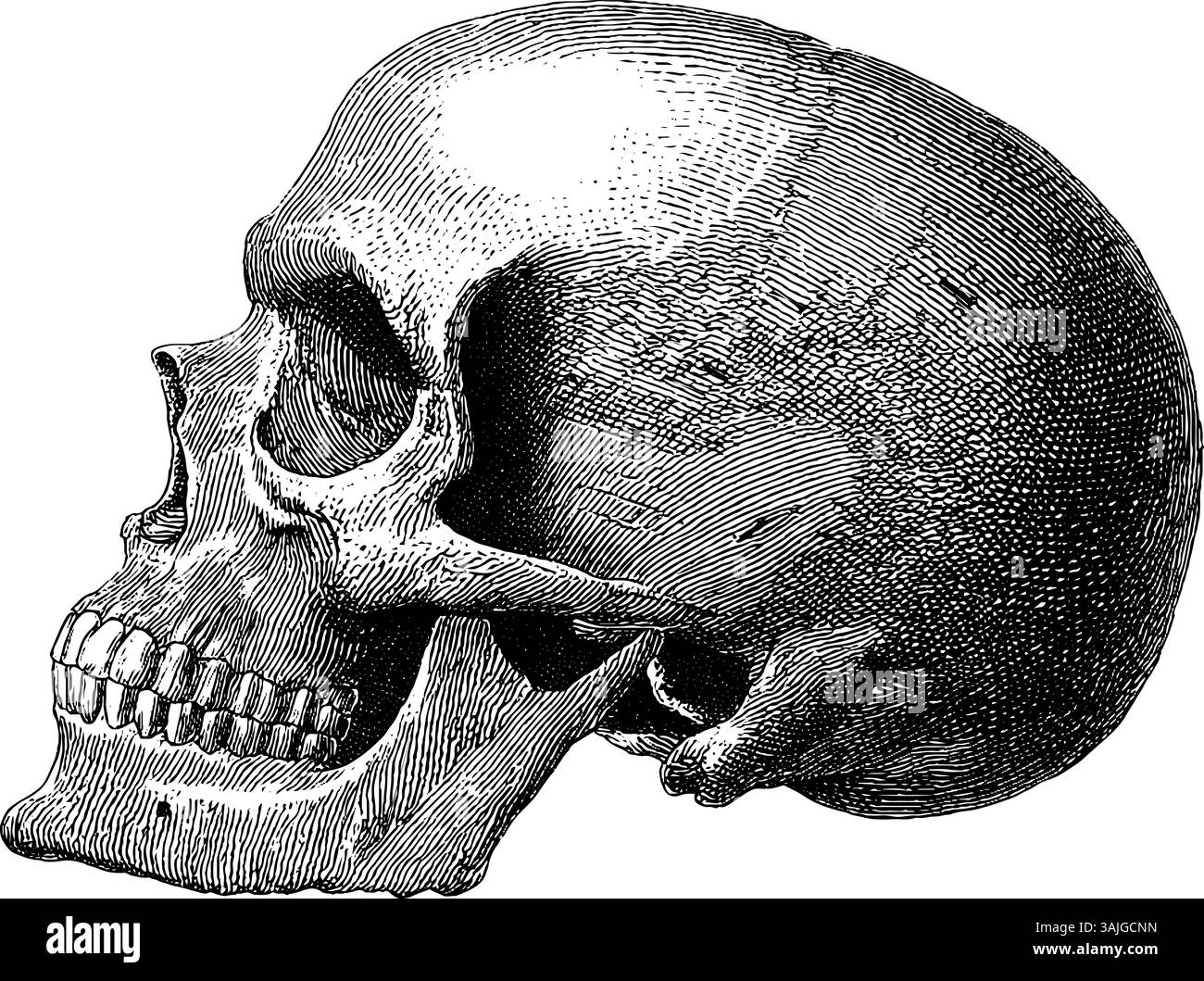 Detailed engraved human skull illustration in bold black design for art ...