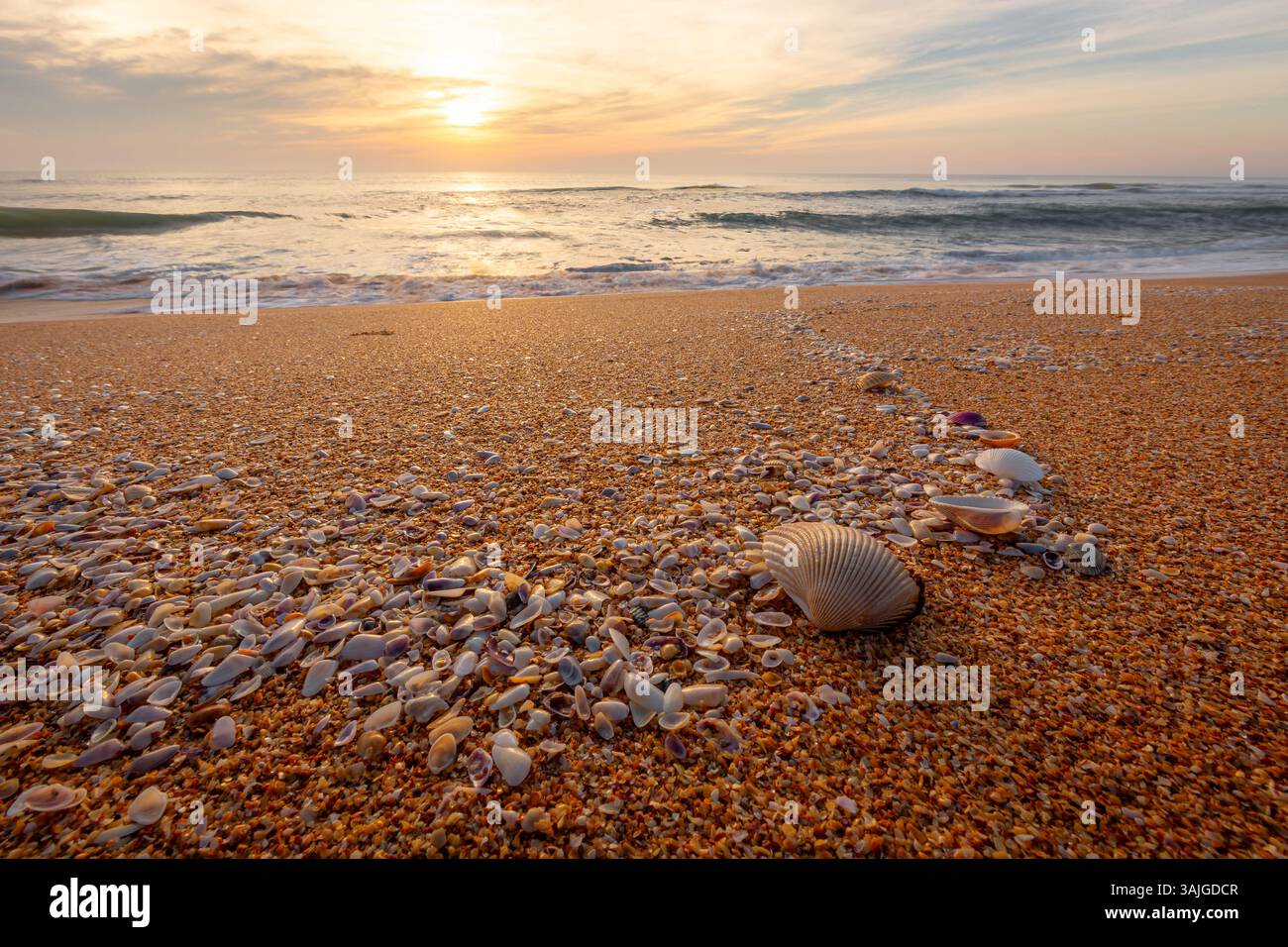 Shells on the beach with sun rising in the background Stock Photo - Alamy